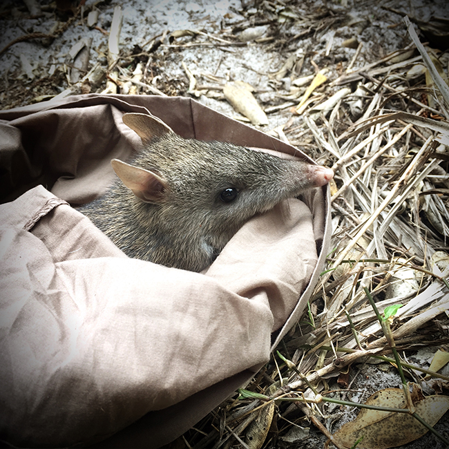 Photo gallery – Behavioural Ecology and Conservation Lab