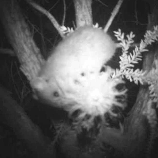 Photo gallery – Behavioural Ecology and Conservation Lab