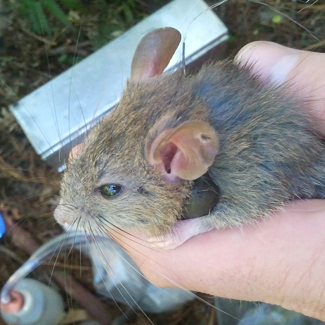 Photo gallery – Behavioural Ecology and Conservation Lab