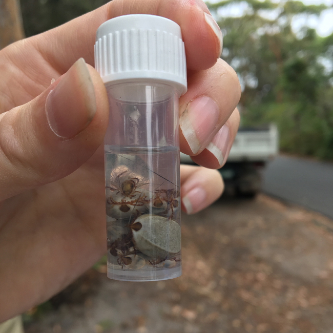 Photo gallery – Behavioural Ecology and Conservation Lab