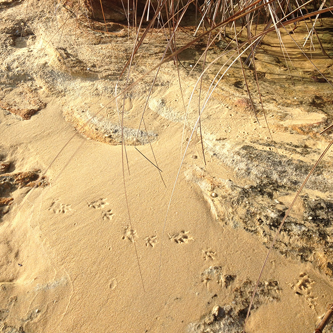 Photo gallery – Behavioural Ecology and Conservation Lab