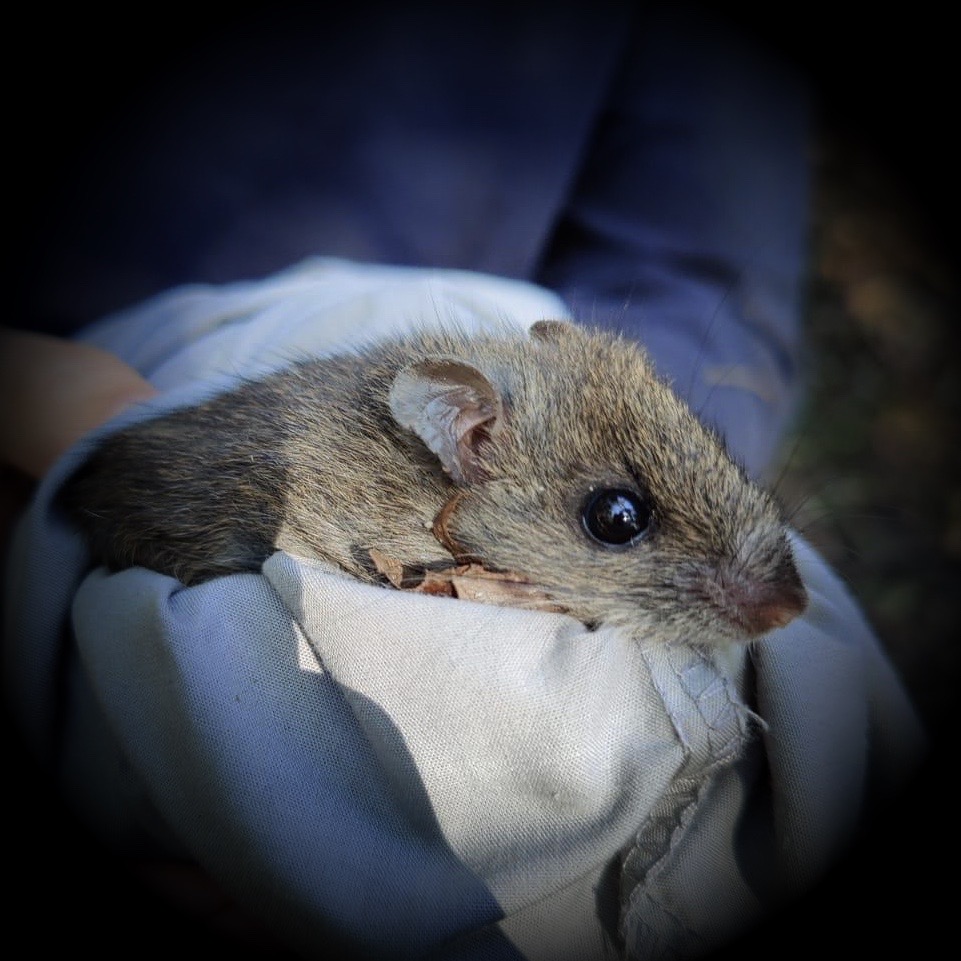 Photo gallery – Behavioural Ecology and Conservation Lab